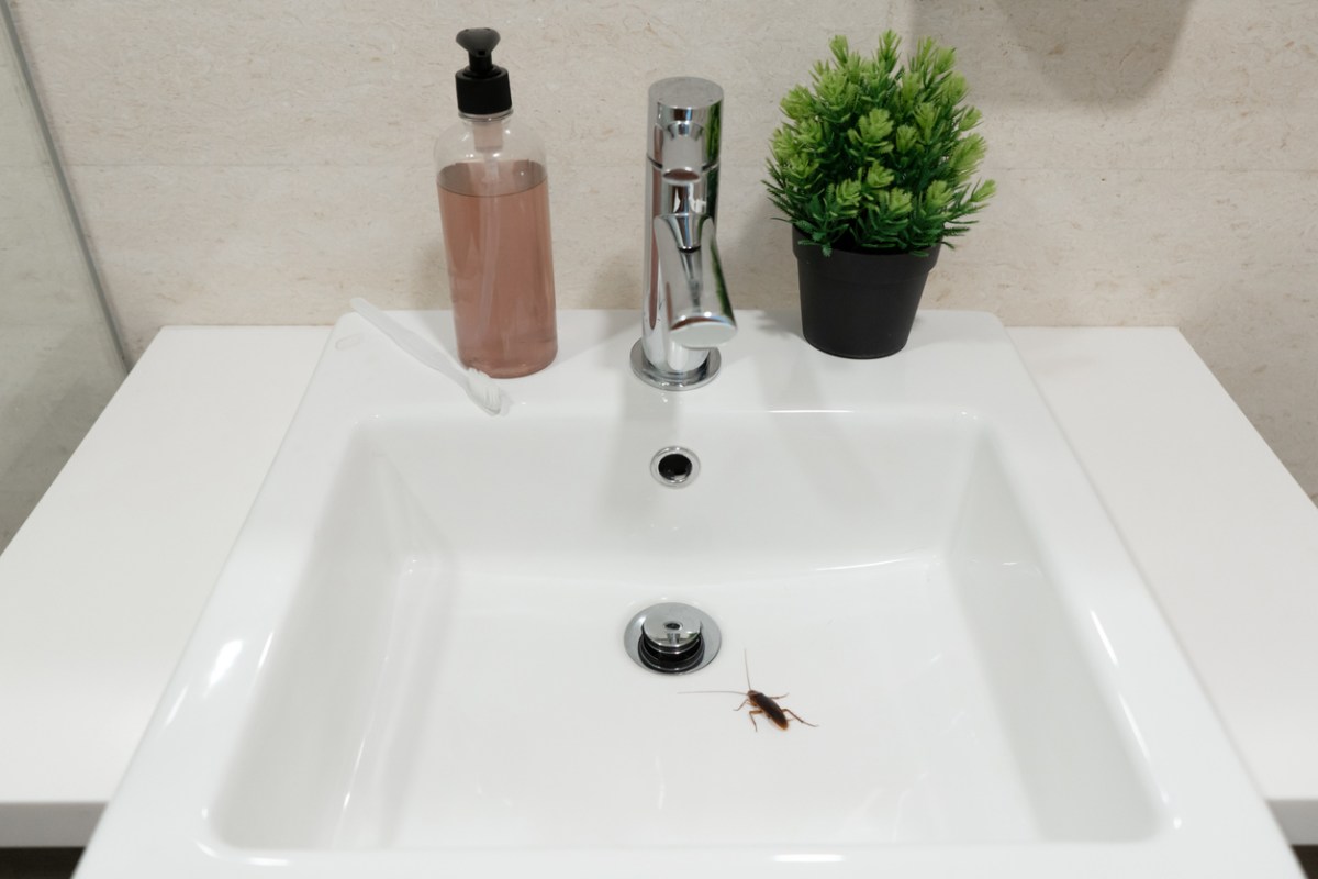 Solved! What Are Those Tiny Black Bugs in the Bathroom? - Bob Vila