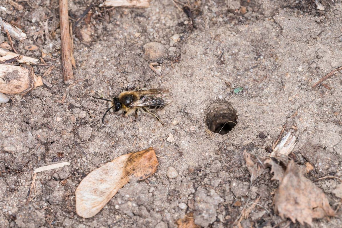 How to Get Rid of Ground Bees in Your Yard in Just 5 Steps - Bob Vila