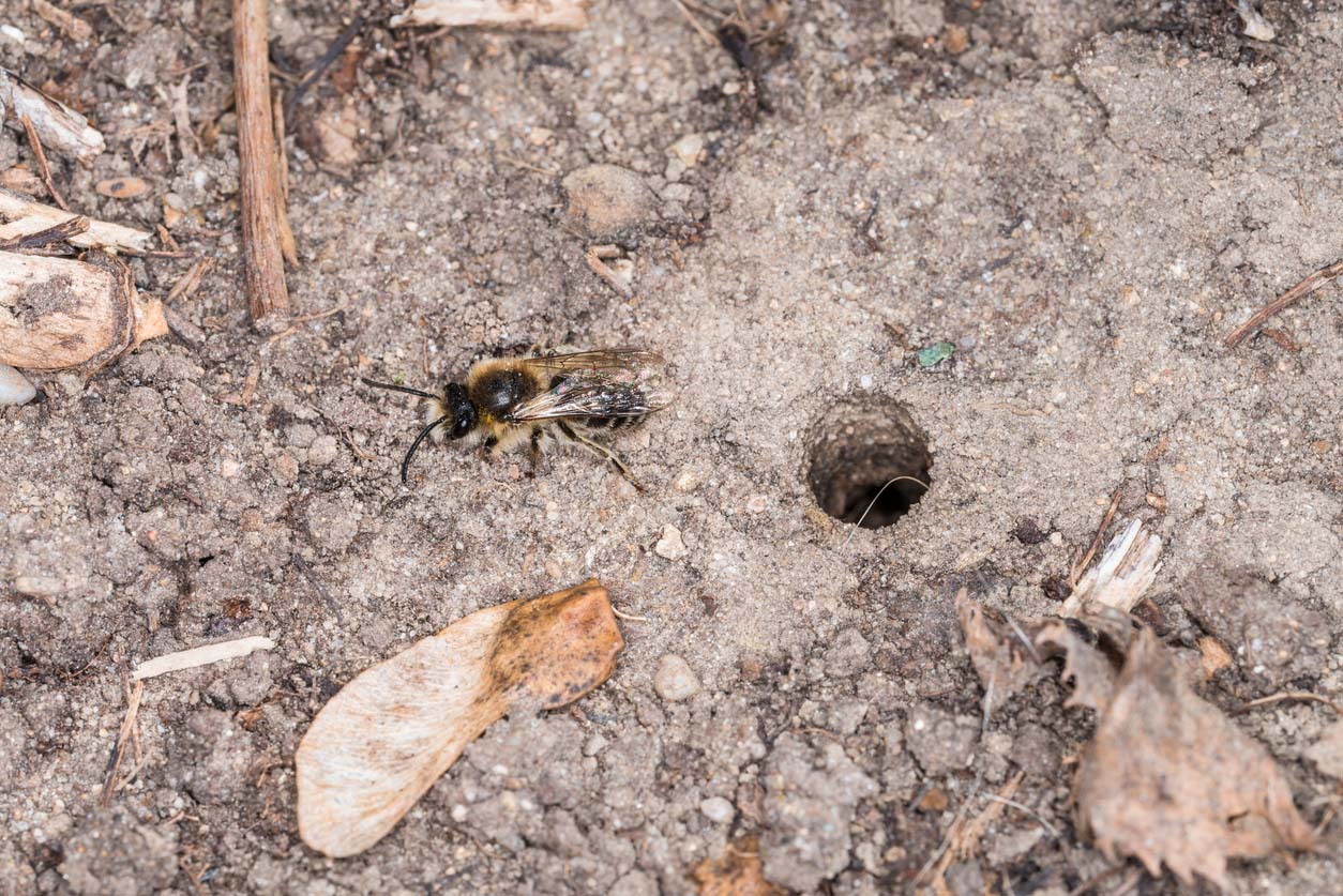 How to Get Rid of Ground Bees in Your Yard in Just 5 Steps - Bob Vila