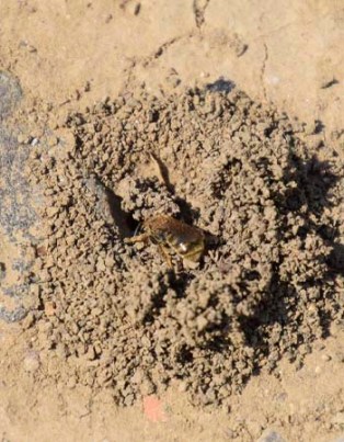 How to Get Rid of Ground Bees in Your Yard in Just 5 Steps - Bob Vila