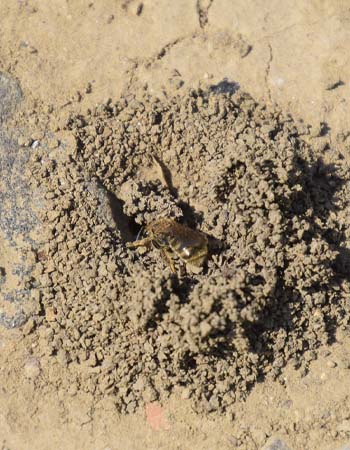 How to Get Rid of Ground Bees in Your Yard in Just 5 Steps - Bob Vila