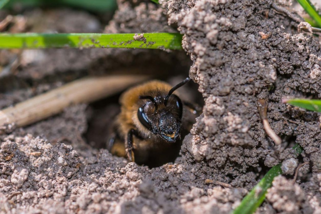 How to Get Rid of Ground Bees in Your Yard