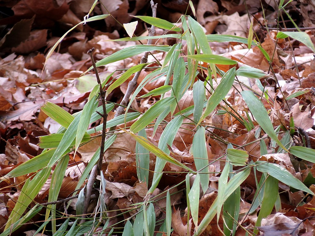Stiltgrass: The New Invasive Weed That's Set on Taking Over Your Garden ...