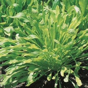11 Types of Asian Greens and How to Grow Them - Bob Vila