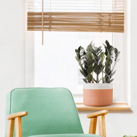 12 Houseplants That Collect the Most Dust—and Why That's a Good Thing ...