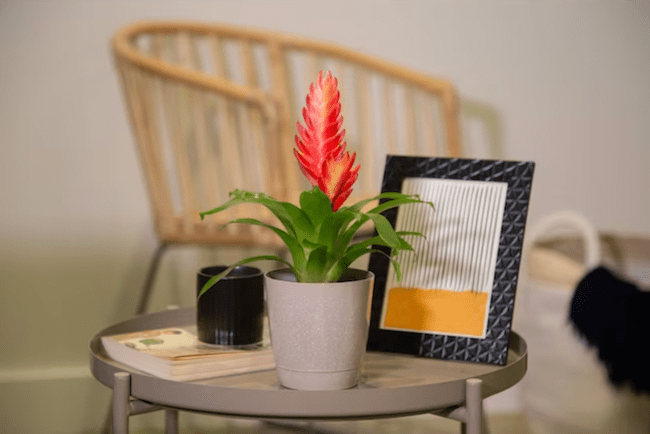 12 Houseplants That Collect the Most Dust—and Why That's a Good Thing ...