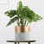 12 Houseplants That Collect the Most Dust—and Why That's a Good Thing ...
