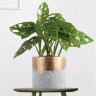 12 Houseplants That Collect the Most Dust—and Why That's a Good Thing ...