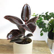 12 Houseplants That Collect the Most Dust—and Why That's a Good Thing ...