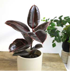 12 Houseplants That Collect the Most Dust—and Why That's a Good Thing ...