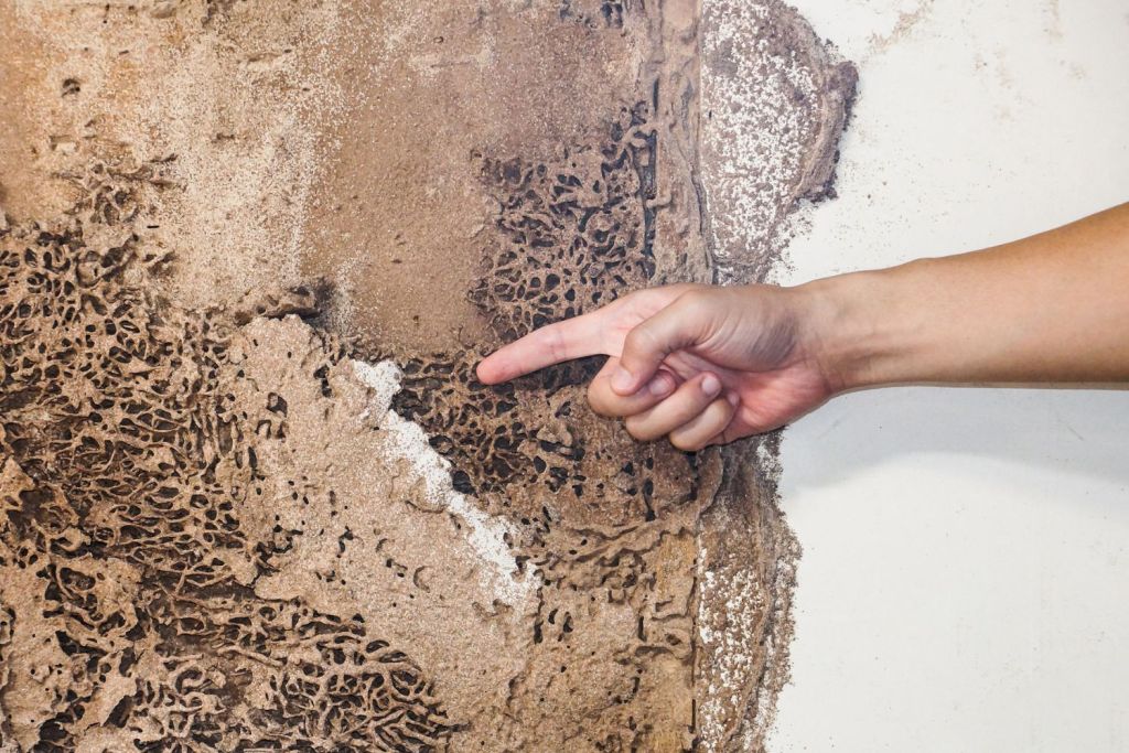 How Much Does Termite Damage Repair Cost? - Bob Vila