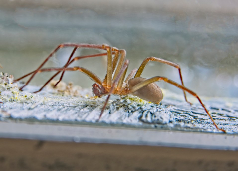 How to Get Rid of Brown Recluse Spiders - Bob Vila