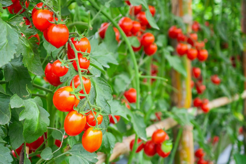 Determinate vs. Indeterminate Tomatoes: What’s the Difference? - Bob Vila