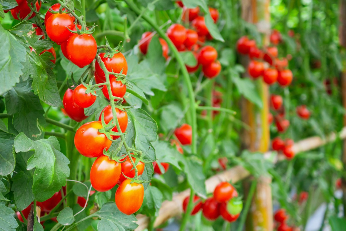 Determinate vs. Indeterminate Tomatoes: What’s the Difference? - Bob Vila