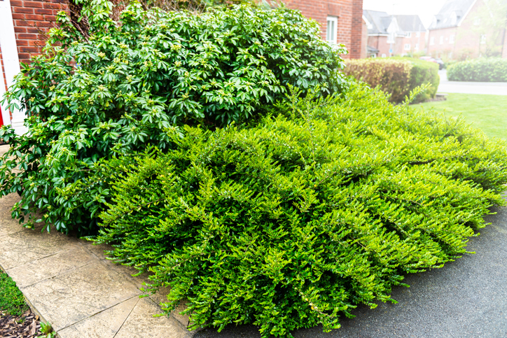 8 Pruning Mistakes to Avoid in Your Plant Care Routine - Bob Vila