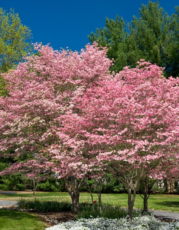 The 15 Best Trees for Backyard Landscaping - Bob Vila