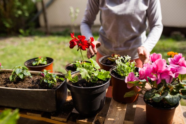 Try These 5 Simple Steps to Bring Your Overwintered Patio Plants Back ...