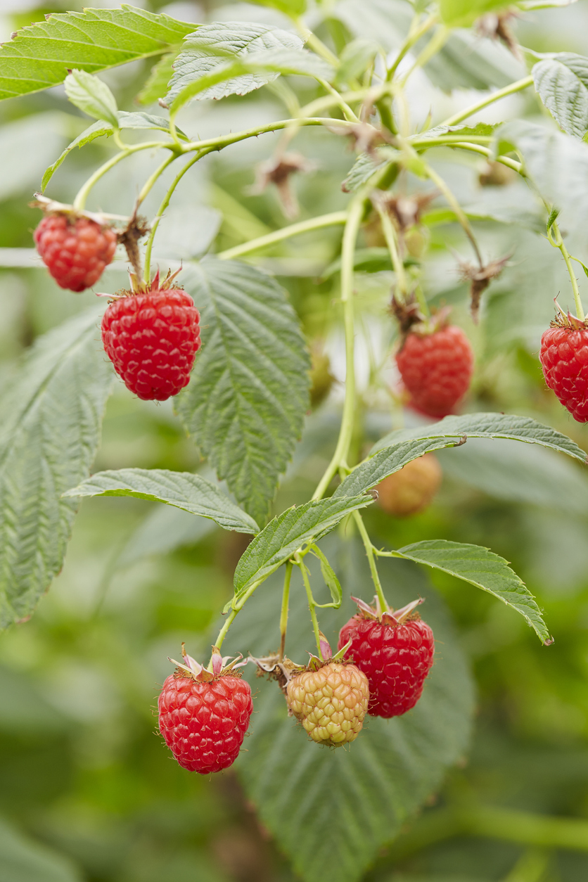 Raspberry Tree Fruit