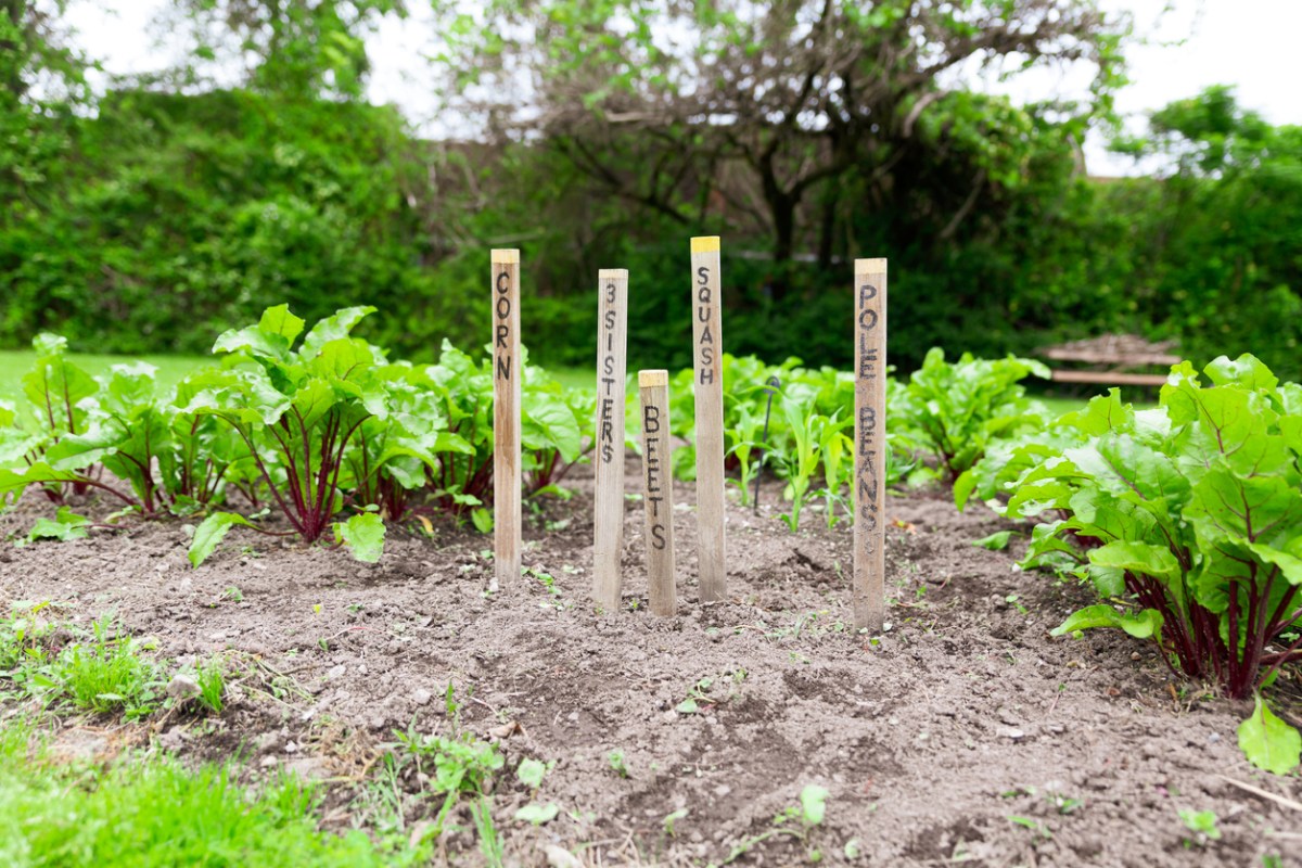 How to Grow a Three Sisters Garden at Home - Bob Vila