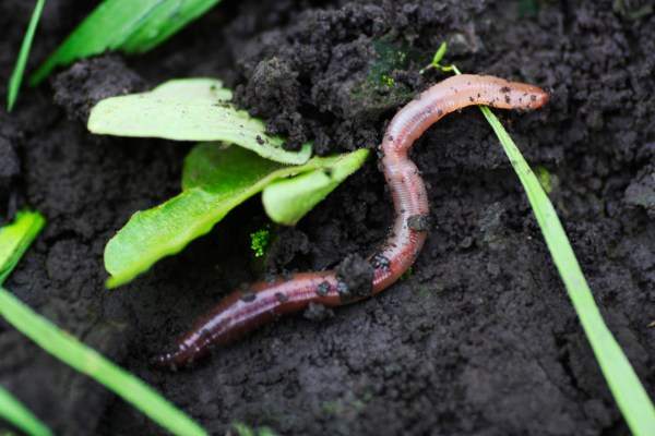 7 Reasons to Love Earthworms—and How to Attract More to Your Garden ...