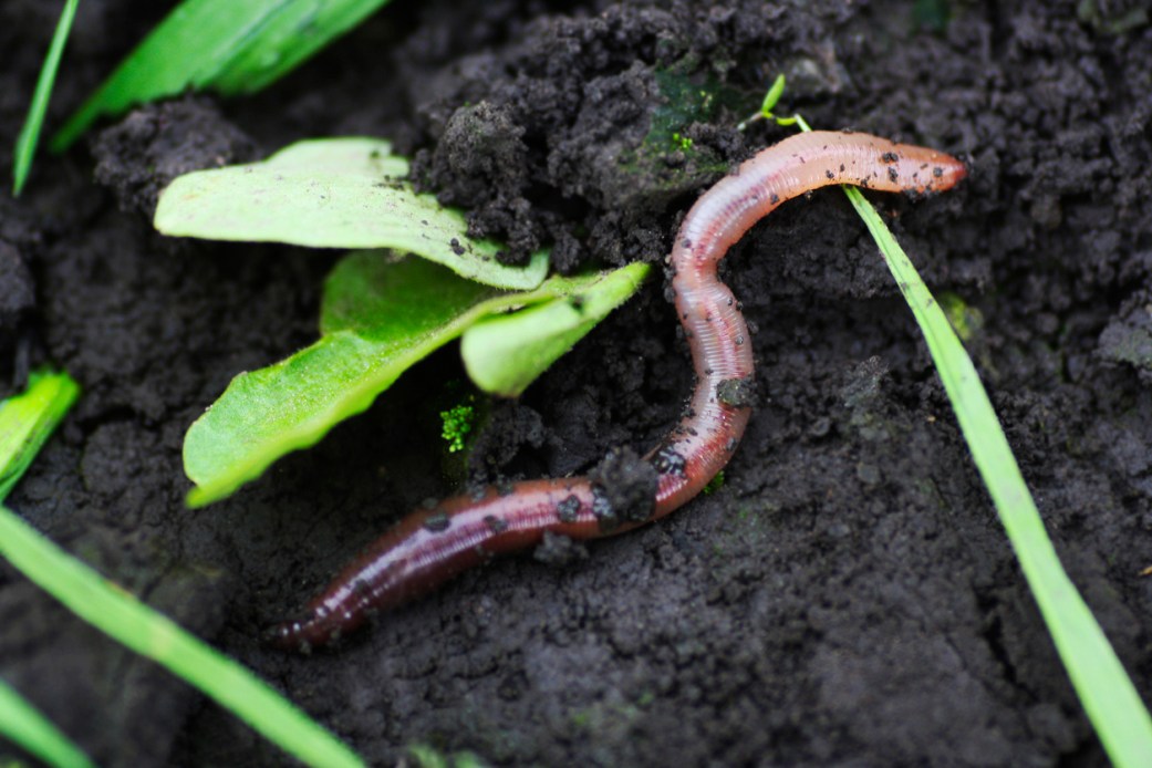 7 Reasons to Love Earthworms—and How to Attract More to Your Garden ...