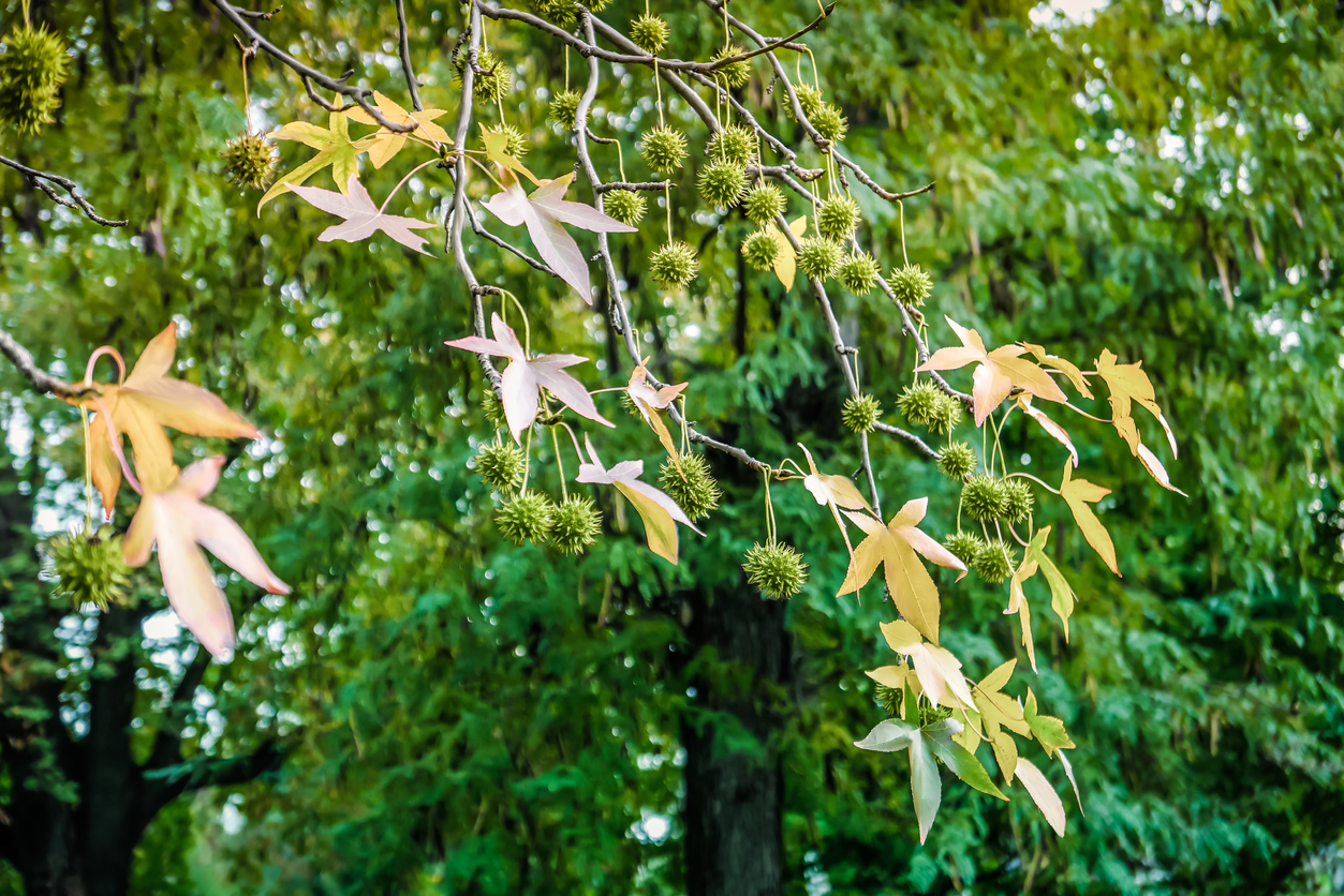 22 Fast-Growing Shade Trees to Plant in Your Yard - Bob Vila