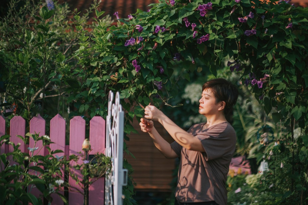 Morning Glory Care 101: How to Grow Morning Glories - Bob Vila