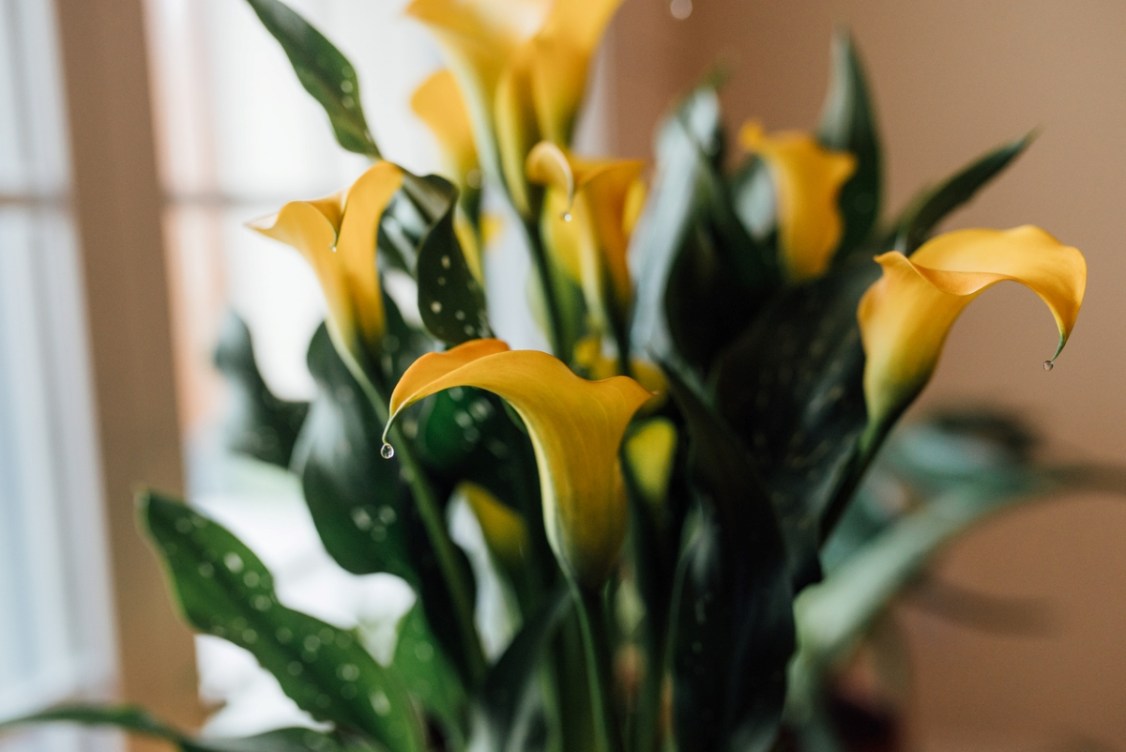 Calla Lily Care 101: How to Grow Calla Lily - Bob Vila