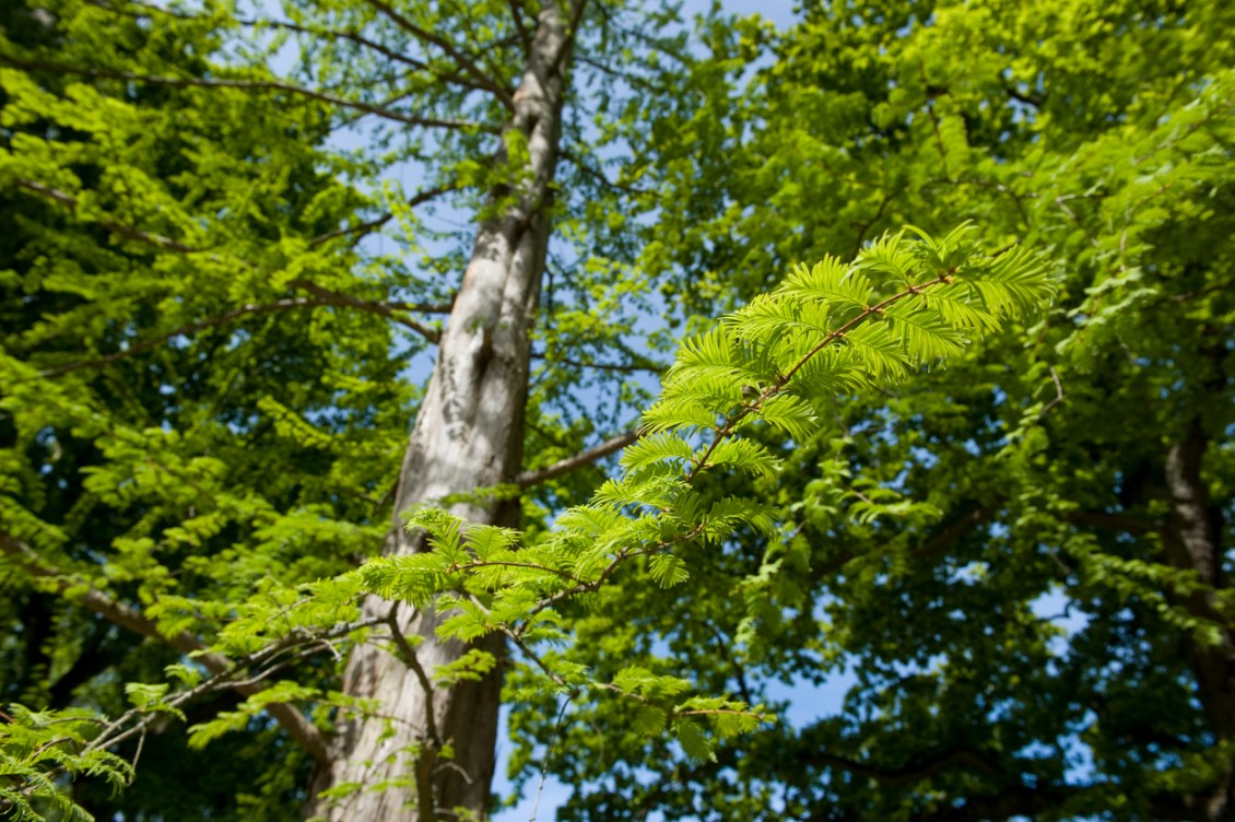 22 Fast-Growing Shade Trees to Plant in Your Yard - Bob Vila