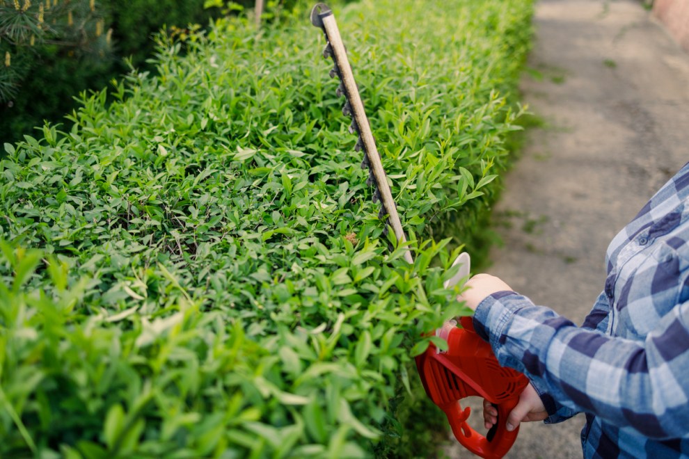 8 Pruning Mistakes to Avoid in Your Plant Care Routine - Bob Vila