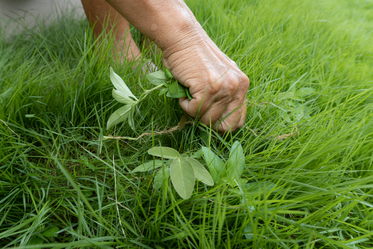 Stiltgrass: The New Invasive Weed That's Set on Taking Over Your Garden ...