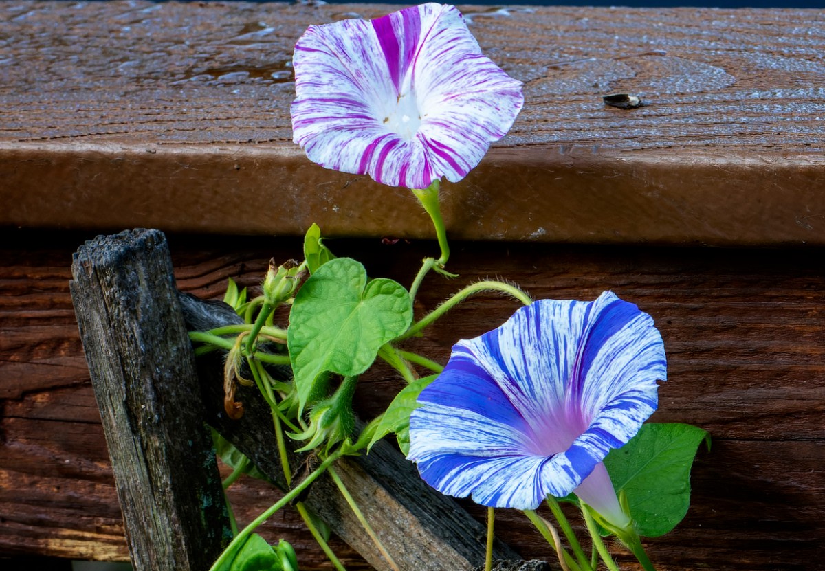 Morning Glory Care 101: How to Grow Morning Glories - Bob Vila