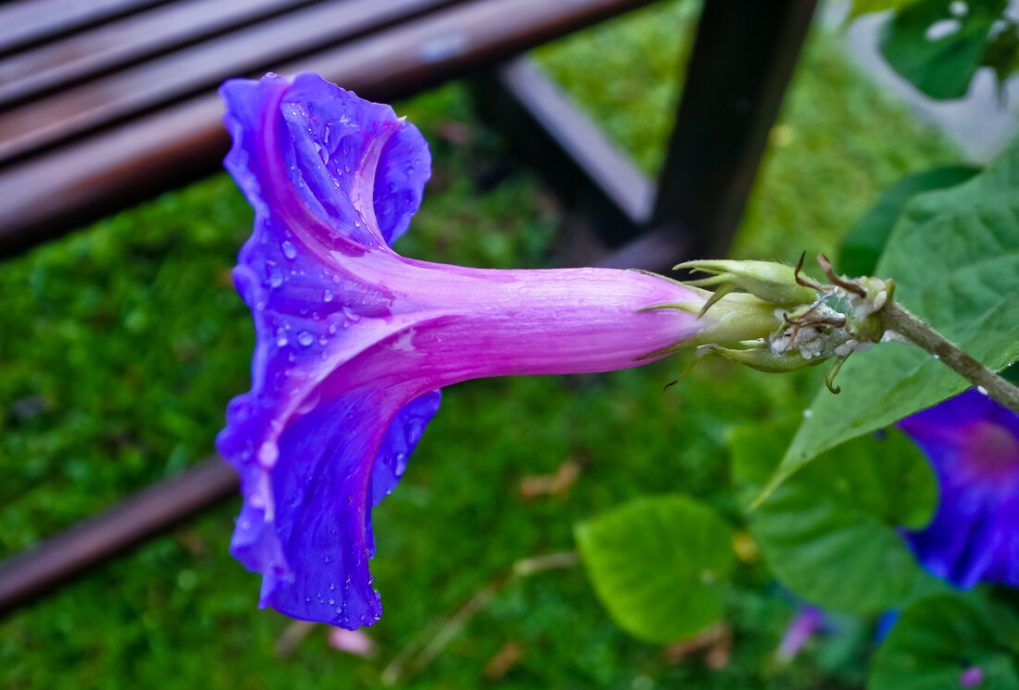 Morning Glory Care 101: How to Grow Morning Glories - Bob Vila