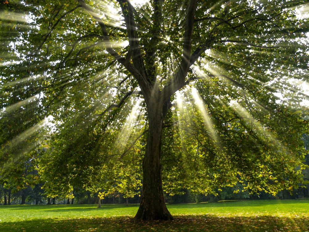 22 Fast-Growing Shade Trees to Plant in Your Yard - Bob Vila