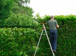 8 Pruning Mistakes to Avoid in Your Plant Care Routine - Bob Vila