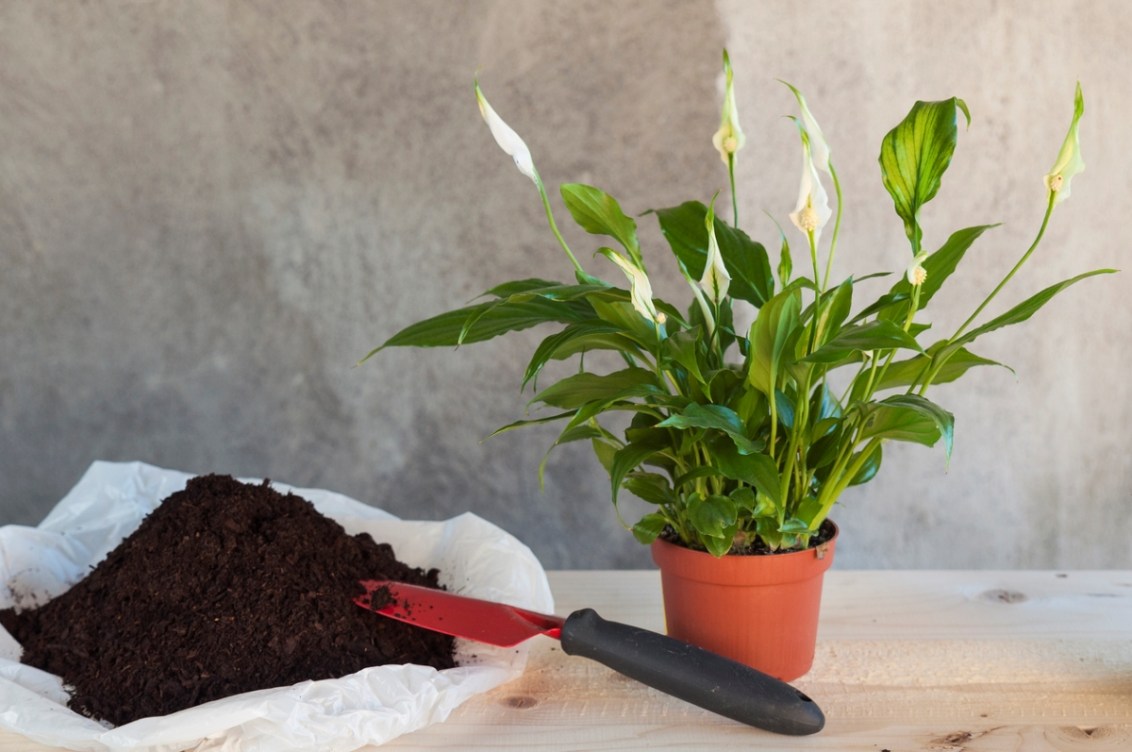 Calla Lily Care 101: How to Grow Calla Lily - Bob Vila