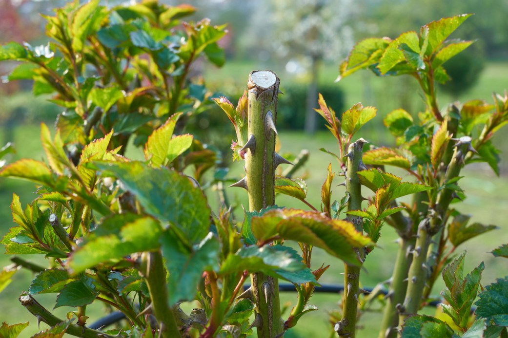 8 Pruning Mistakes to Avoid in Your Plant Care Routine - Bob Vila