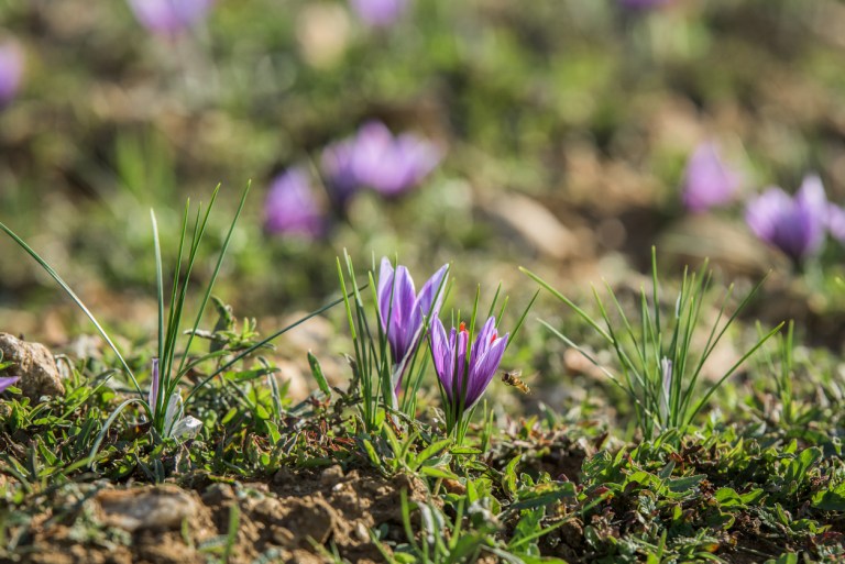 How to Grow Saffron at Home - Bob Vila