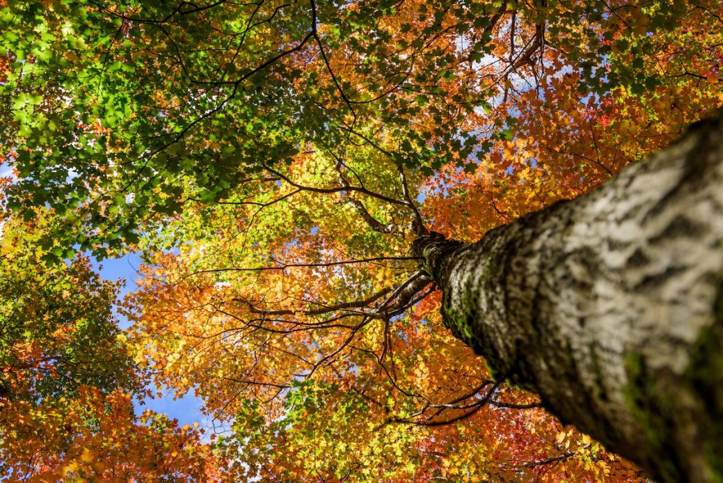 The 20 Best Trees for Backyard Privacy and Shade