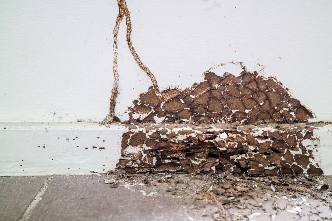 How Much Does Termite Damage Repair Cost? - Bob Vila