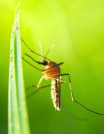 How to Get Rid of Mosquitoes—and Keep Them From Coming Back
