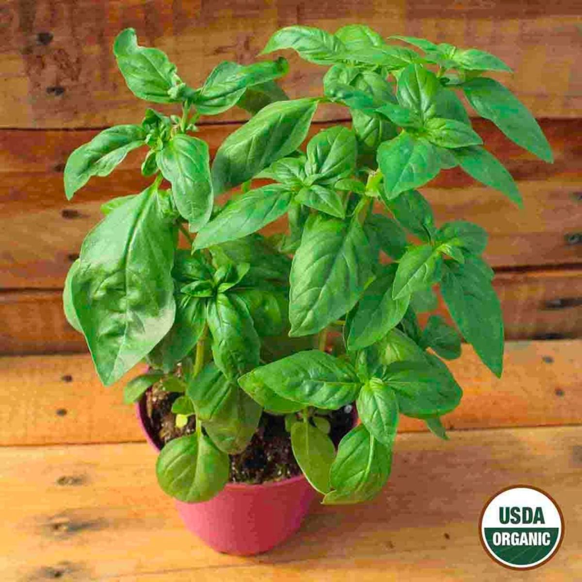 The 8 Best Online Garden Stores - Bob Vila
