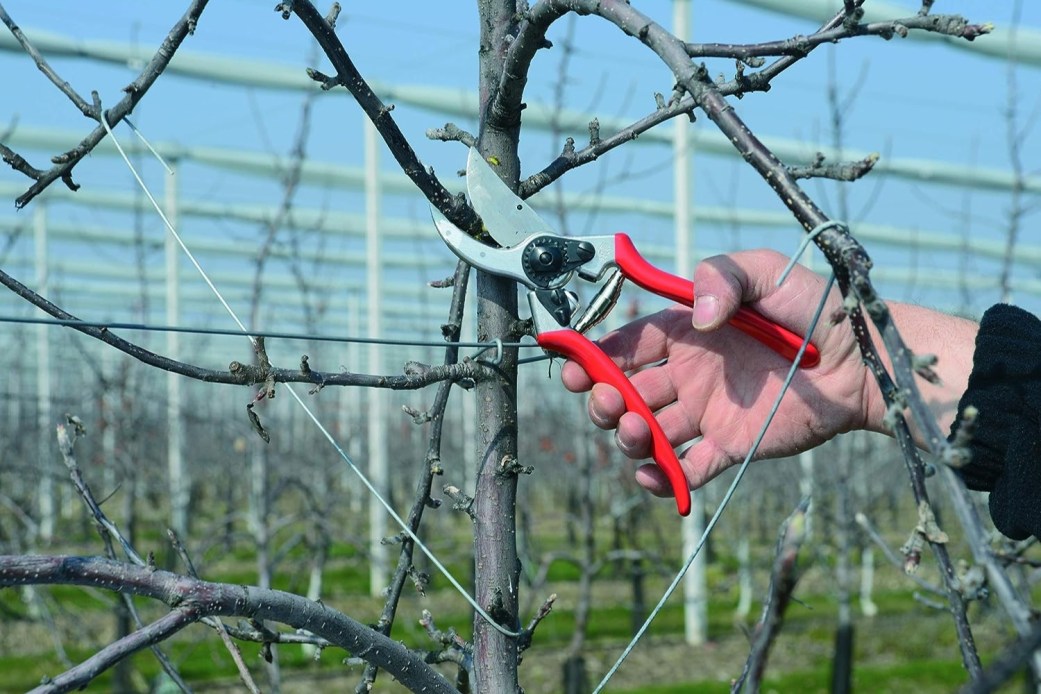 The Best Hedge Shears, According to Testing