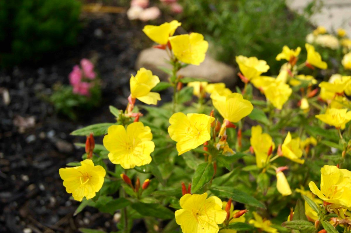 Perennial Garden Ideas for an Ever-Blooming Flower Garden - Bob Vila