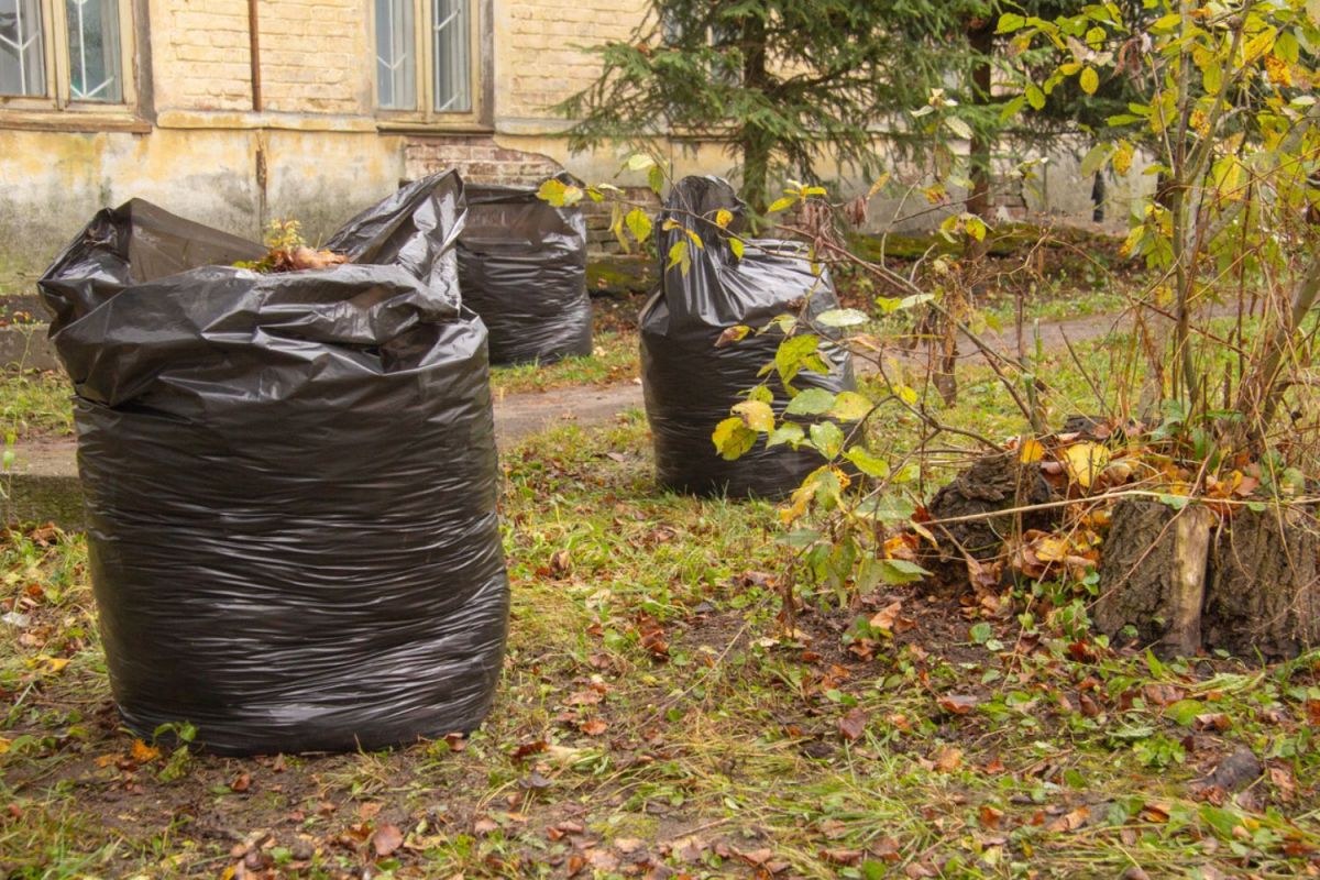 How Much Does Shrub and Bush Removal Cost? - Bob Vila
