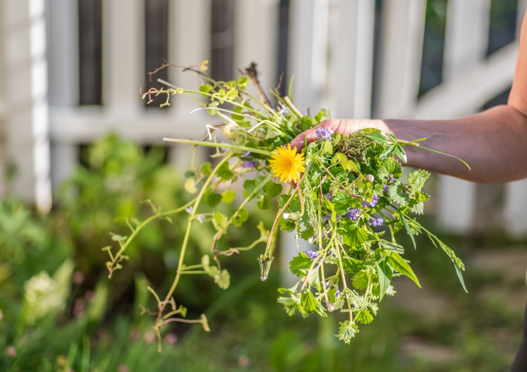 11 Types of Lawn Weeds and How to Control Them - Bob Vila