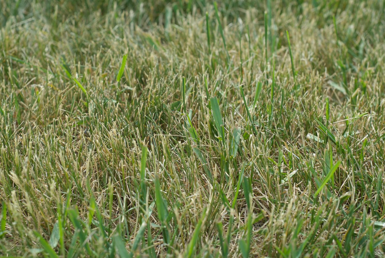 11 Types of Lawn Weeds and How to Control Them - Bob Vila