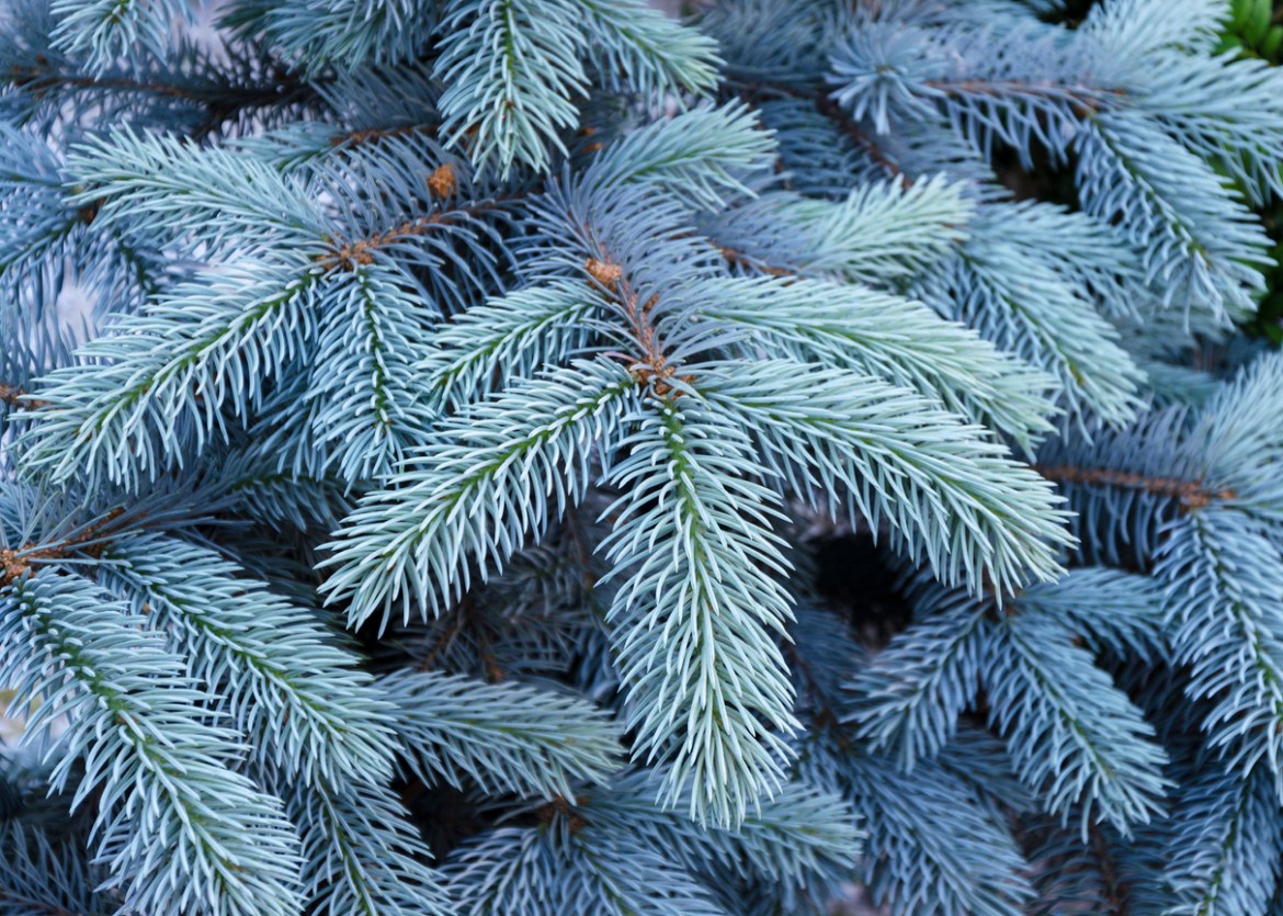 The 12 Best Trees for Front Yard Landscaping - Bob Vila