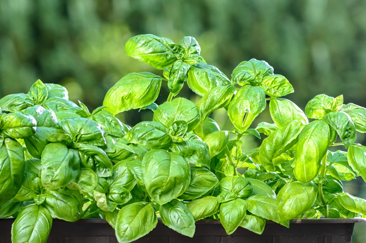 15 Plants to Grow for a Pest-Proof Yard - Bob Vila