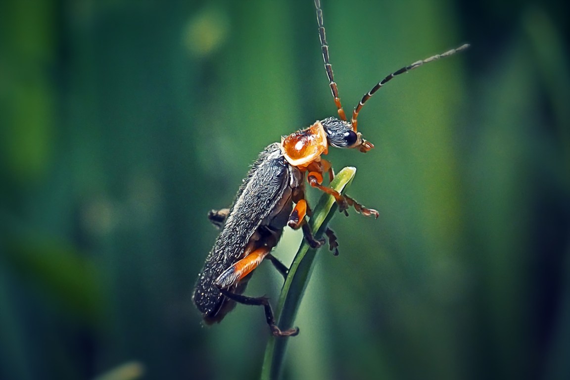 10 Types of Beetles Every Homeowner Should Know - Bob Vila